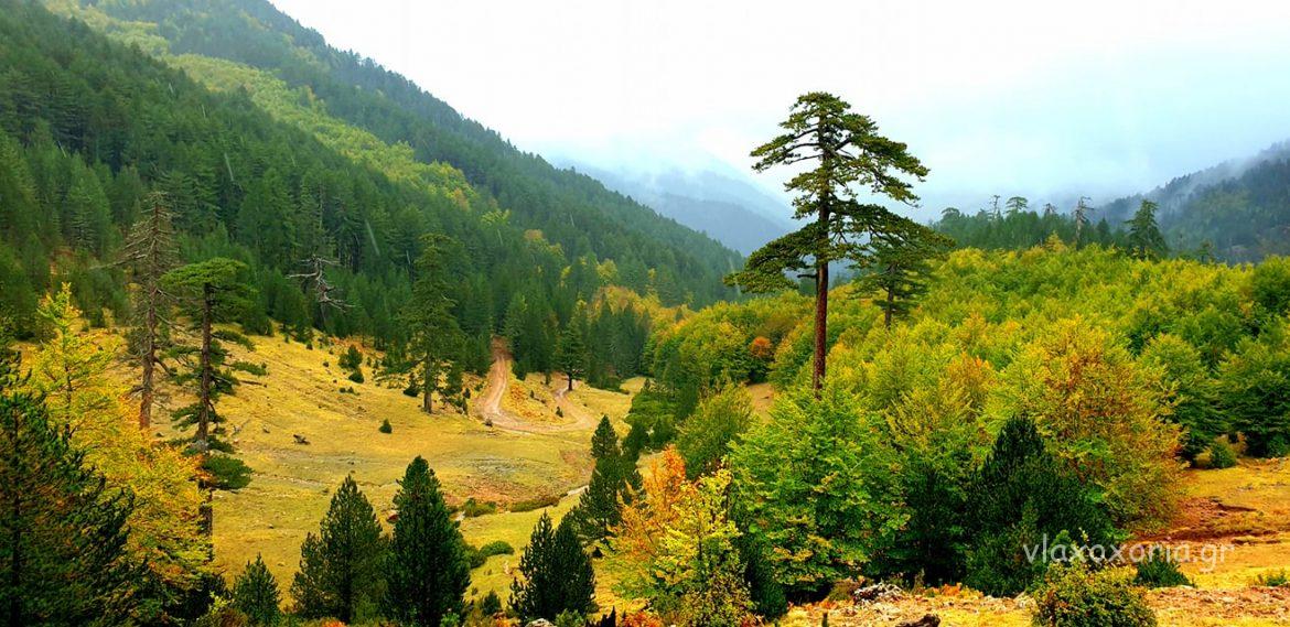 Εθνικός Δρυμός Βάλια Κάλντα – vlaxoxoria.gr